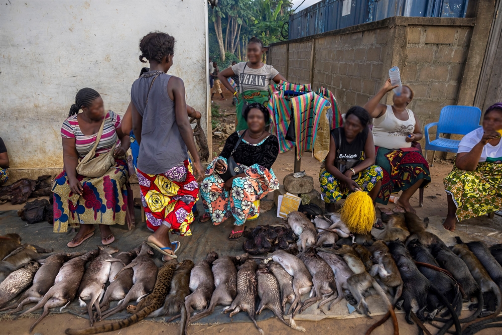 Release of “Bushmeat,” a Book Promoting a Holistic Approach to Wild Meat in Central Africa ...
